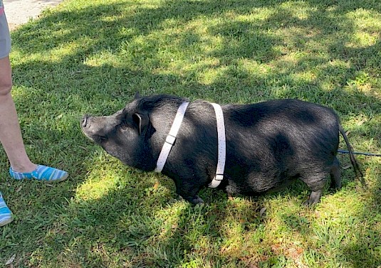 A grand-pig of a Cove resident. Chi-Chi is a full support animal for ...