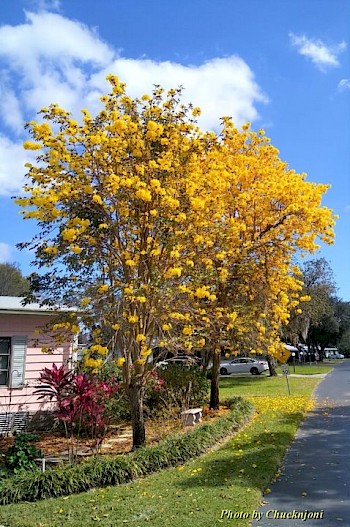 This is what Spring looks like in Central Florida. Pure paradise! This ...