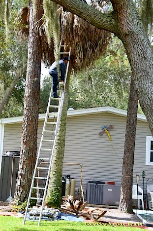 Our Florida palm trees are so beautiful, but pruning the palm fronds is ...